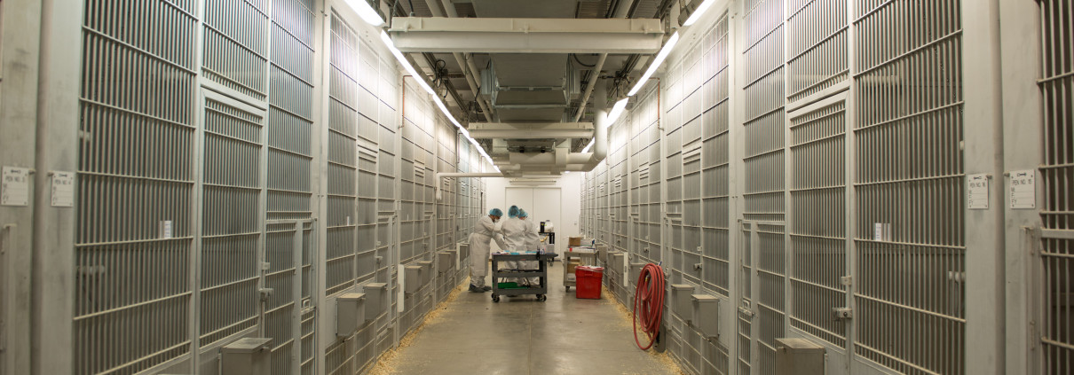 European Style Housing of Nonhuman Primates | Lovelace Biomedical