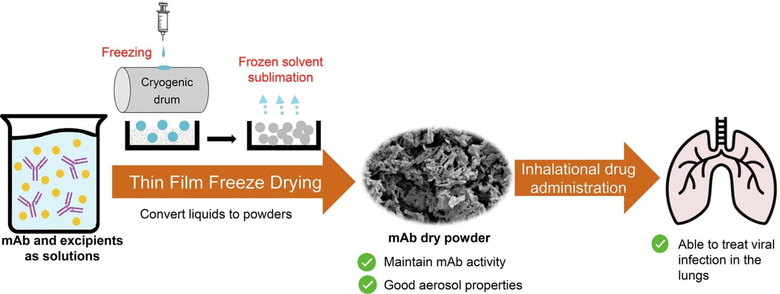 Inhalable dry powders of a monoclonal antibody against SARS-CoV-2 virus ...